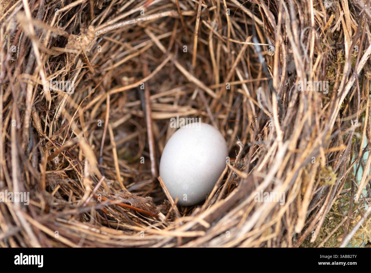 Nest with Egg Stock Photo - Alamy