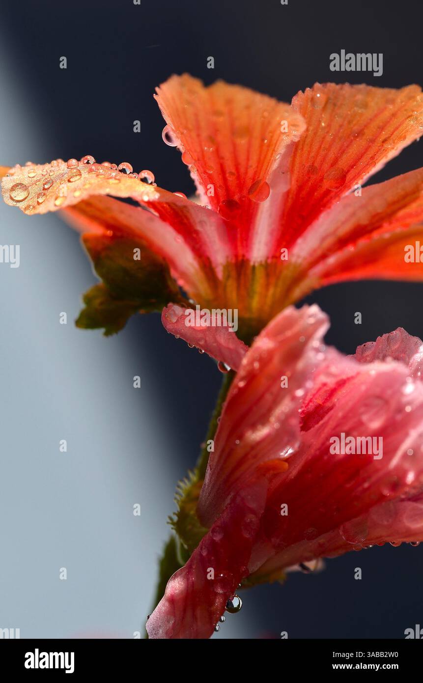 Lovely Dewy Pink Apricot Lewisia Cotyledon Sunset Strain Stock Photo ...