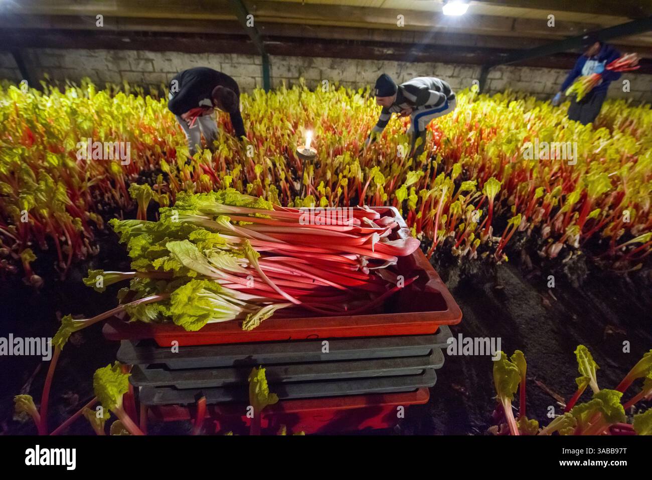 Harvesting Timperley Yorkshire Forced Rhubarb by candlelight in a ...