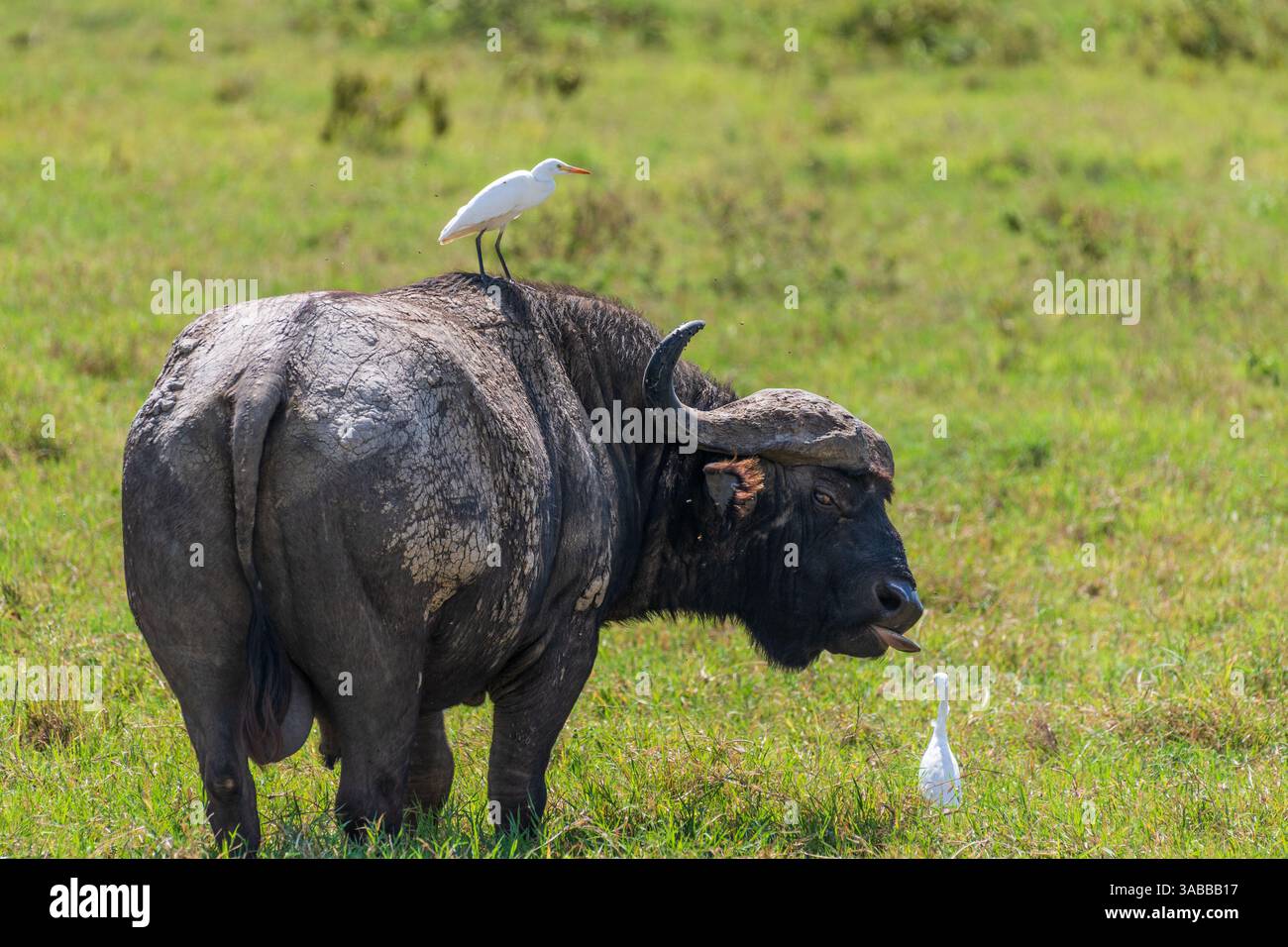 Telephoto of Cape Buffalo -Syncerus caffer- sticking its tongue out ...
