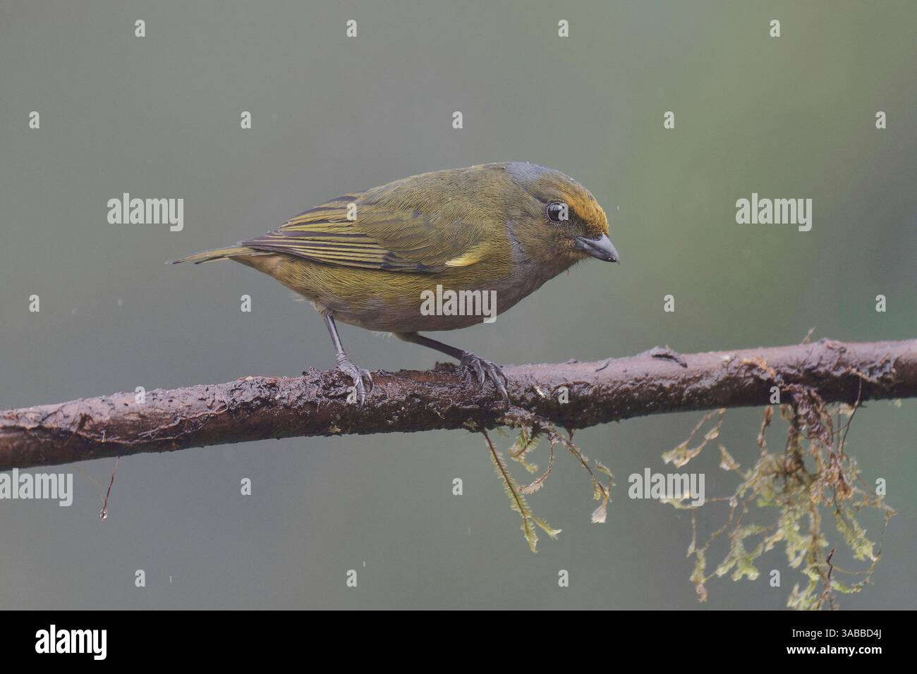 Euphonia watching hi-res stock photography and images - Alamy