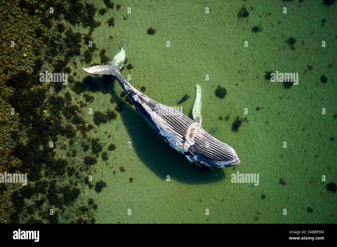 A dead humpback whale lies on the shore at Foelle Strand in Loegten Bay ...