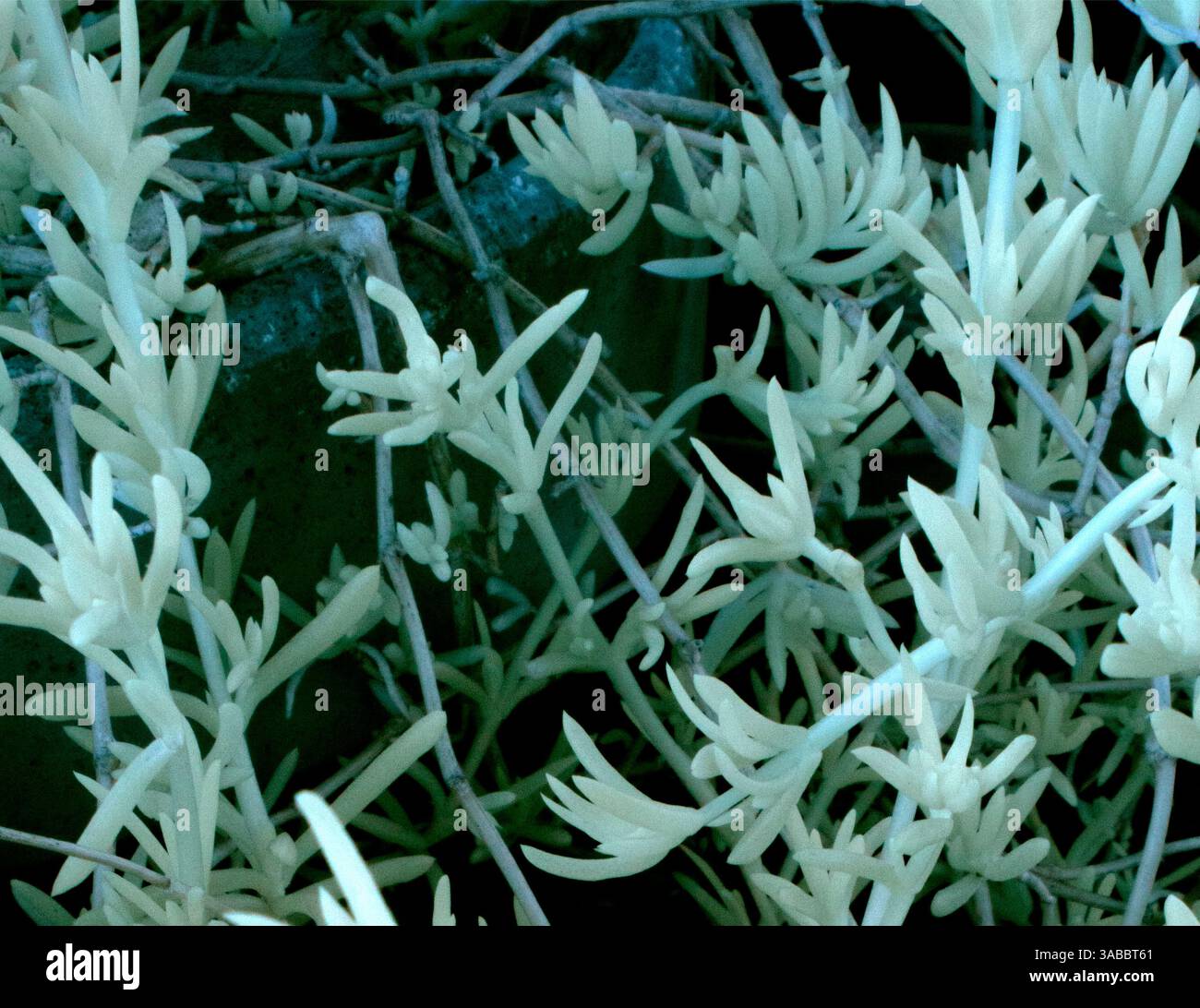 Infrared 590 nanometers hi-res stock photography and images - Alamy