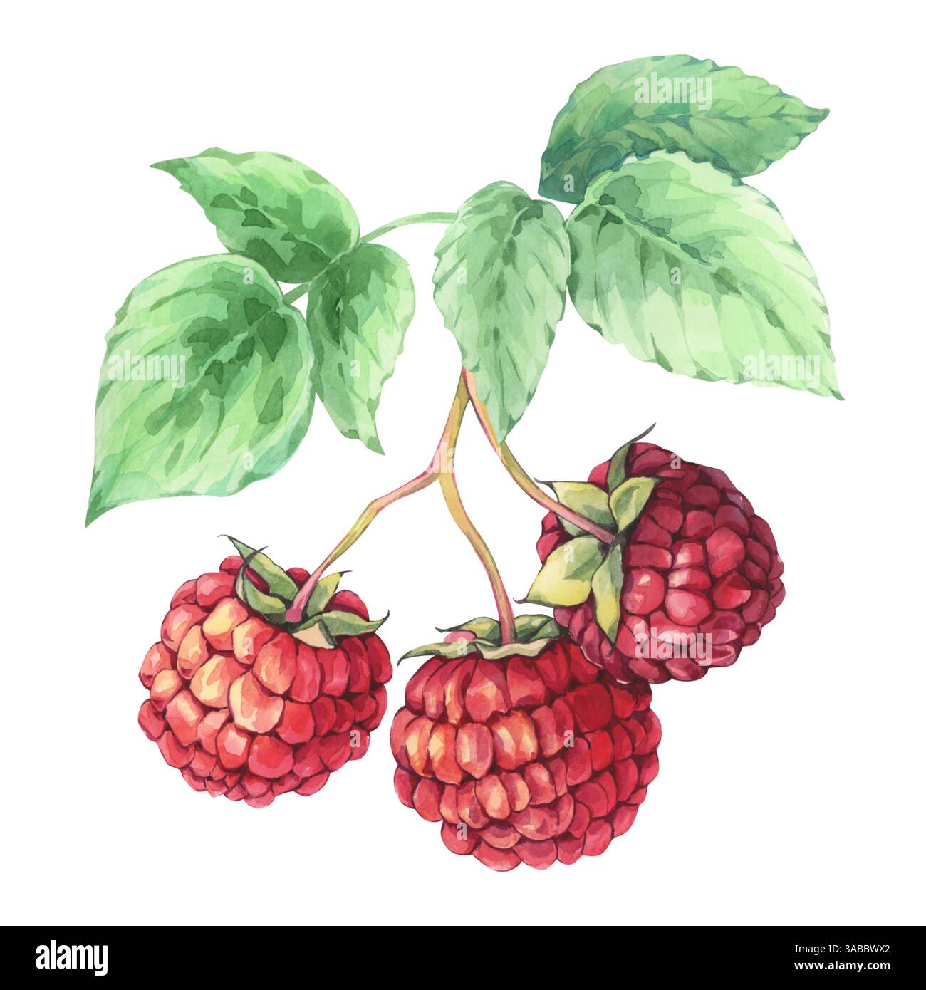 Watercolor isolated illustration hi-res stock photography and images ...