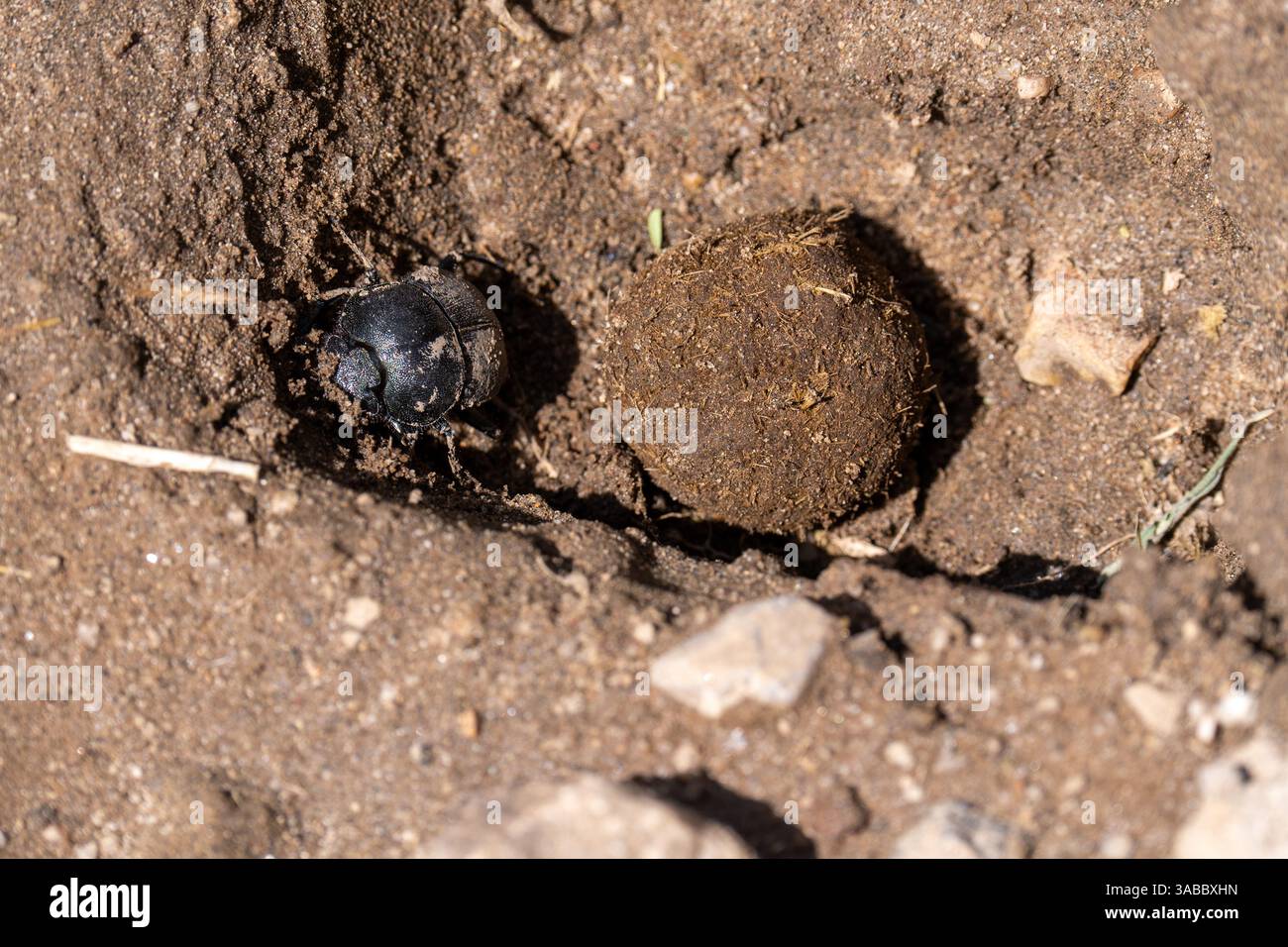 Dung beetle rolling a ball of dung in soil. Serengeti , Tanzania Stock ...