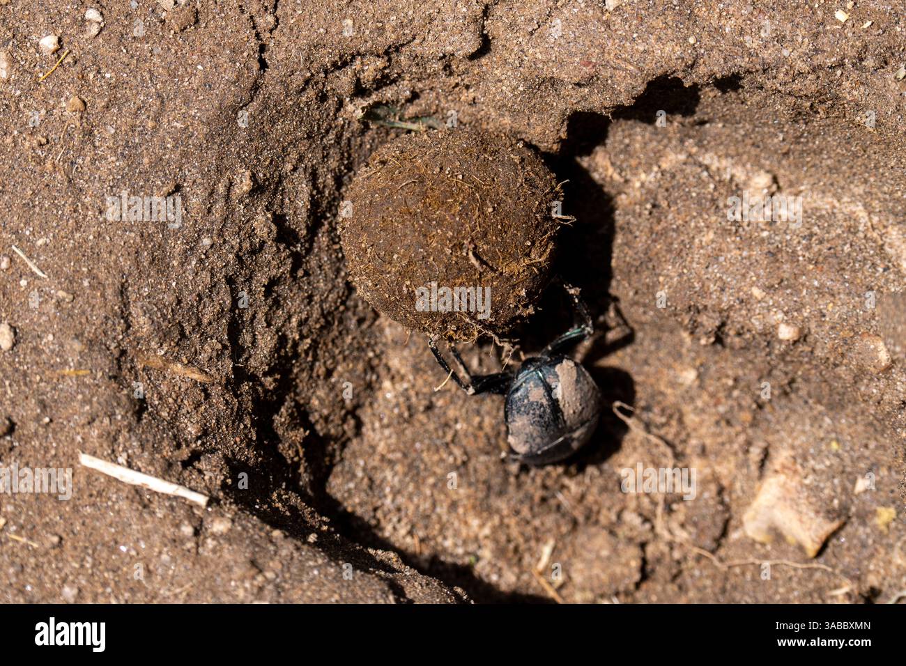 Dung beetle rolling a ball of dung in soil. Serengeti , Tanzania Stock ...