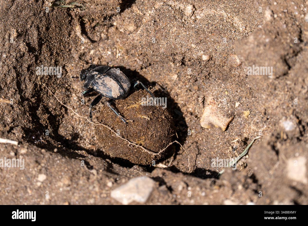 Dung beetle rolling a ball of dung in soil. Serengeti , Tanzania Stock ...