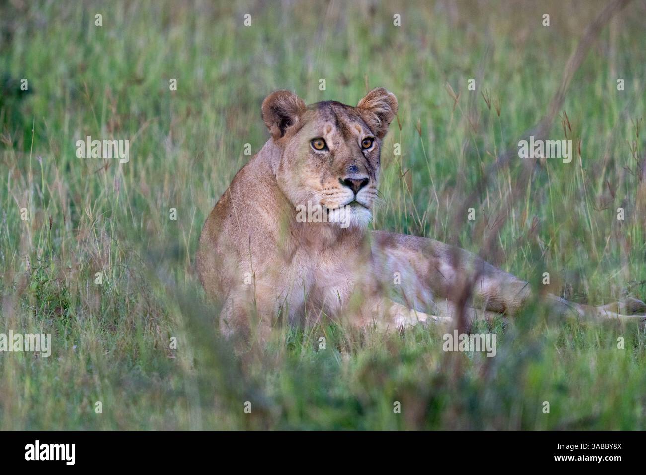 Female Lion (Panthera Leo) sits alone in the grassy savanna, Serengeti ...