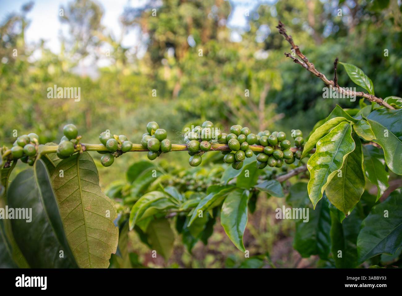 Coffee beans growing in Karatu, Tanzania Stock Photo - Alamy