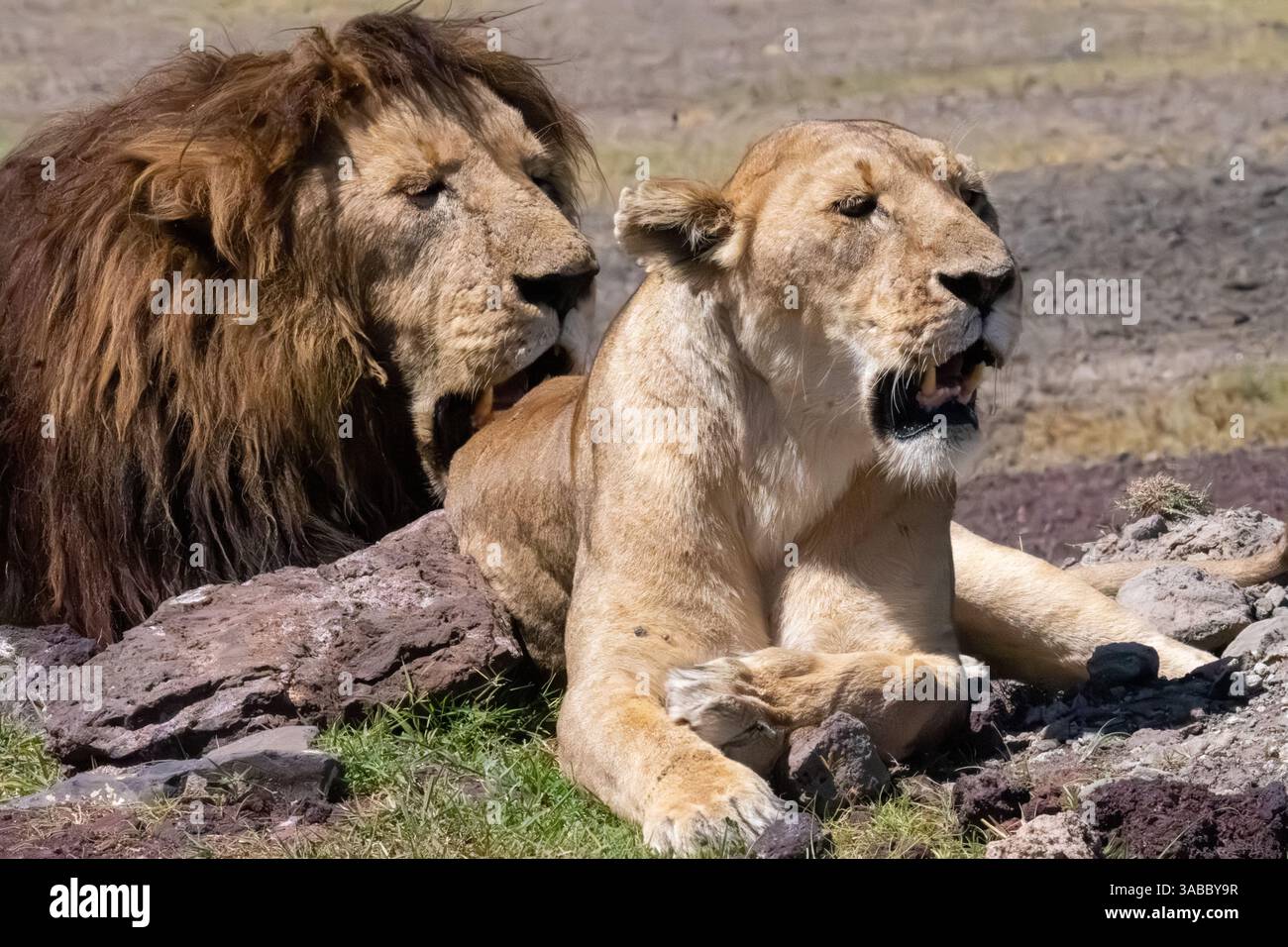 Lions in Ngorogoro Crater, Tanzania Stock Photo - Alamy