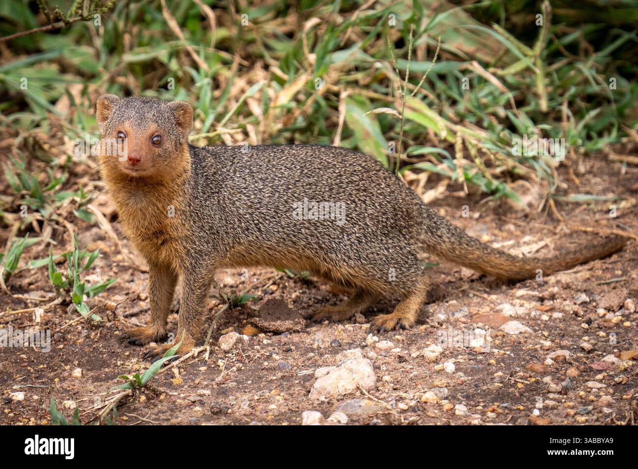 A common mongoose (Herpestes sanguineus) alert in the soil, Serengeti ...