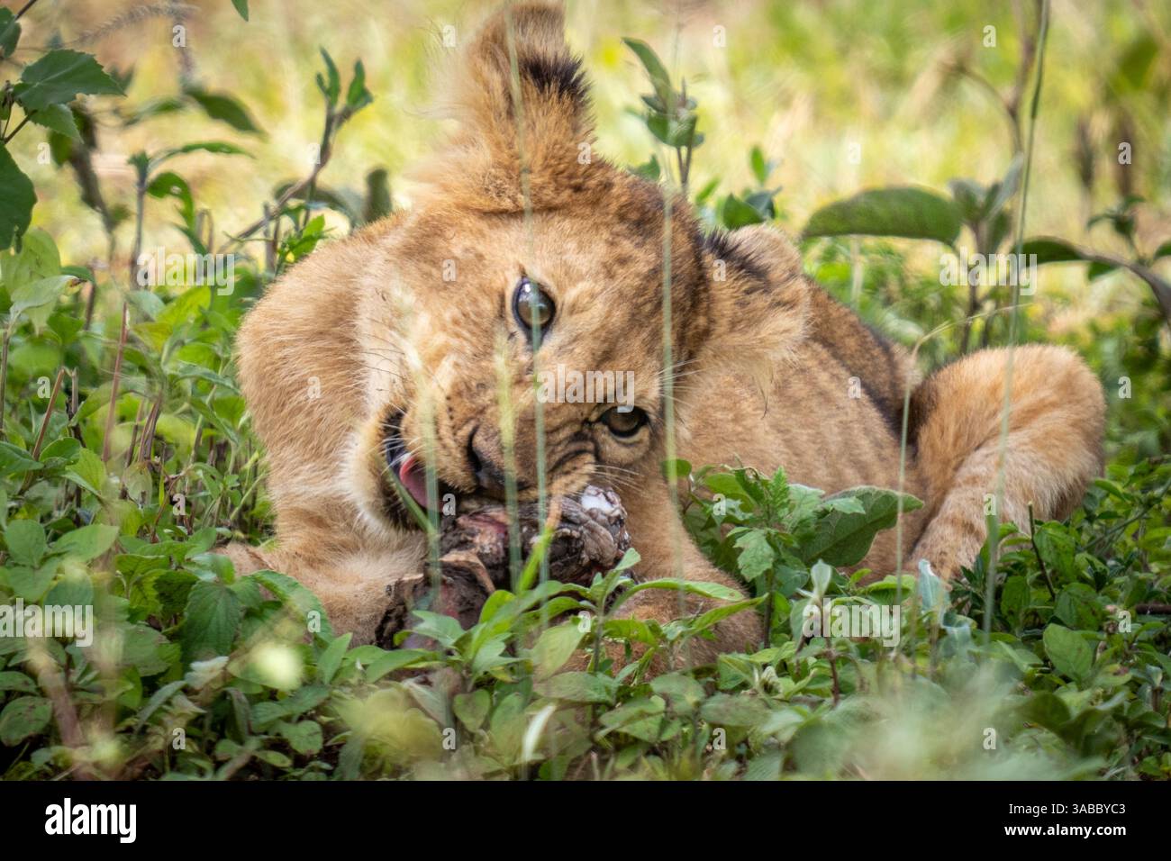 Lion (Panthera leo) cub eating meat after the pride’s hunt. Serengeti ...