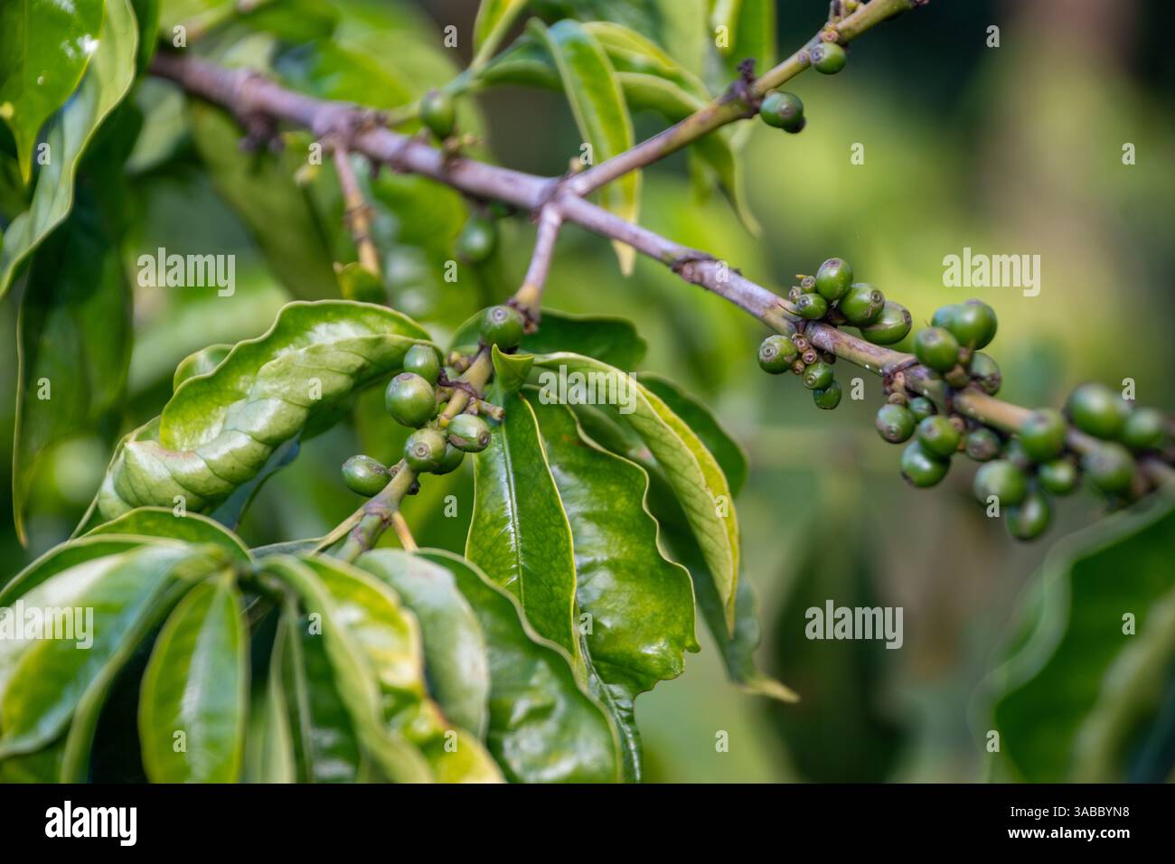 Coffee beans growing in Karatu, Tanzania Stock Photo - Alamy