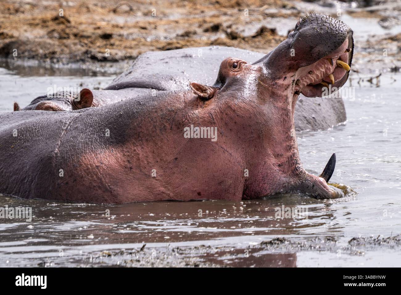 Common hippo (Hippopotamus amphibius) ‘yawns’ and shows off its teeth ...