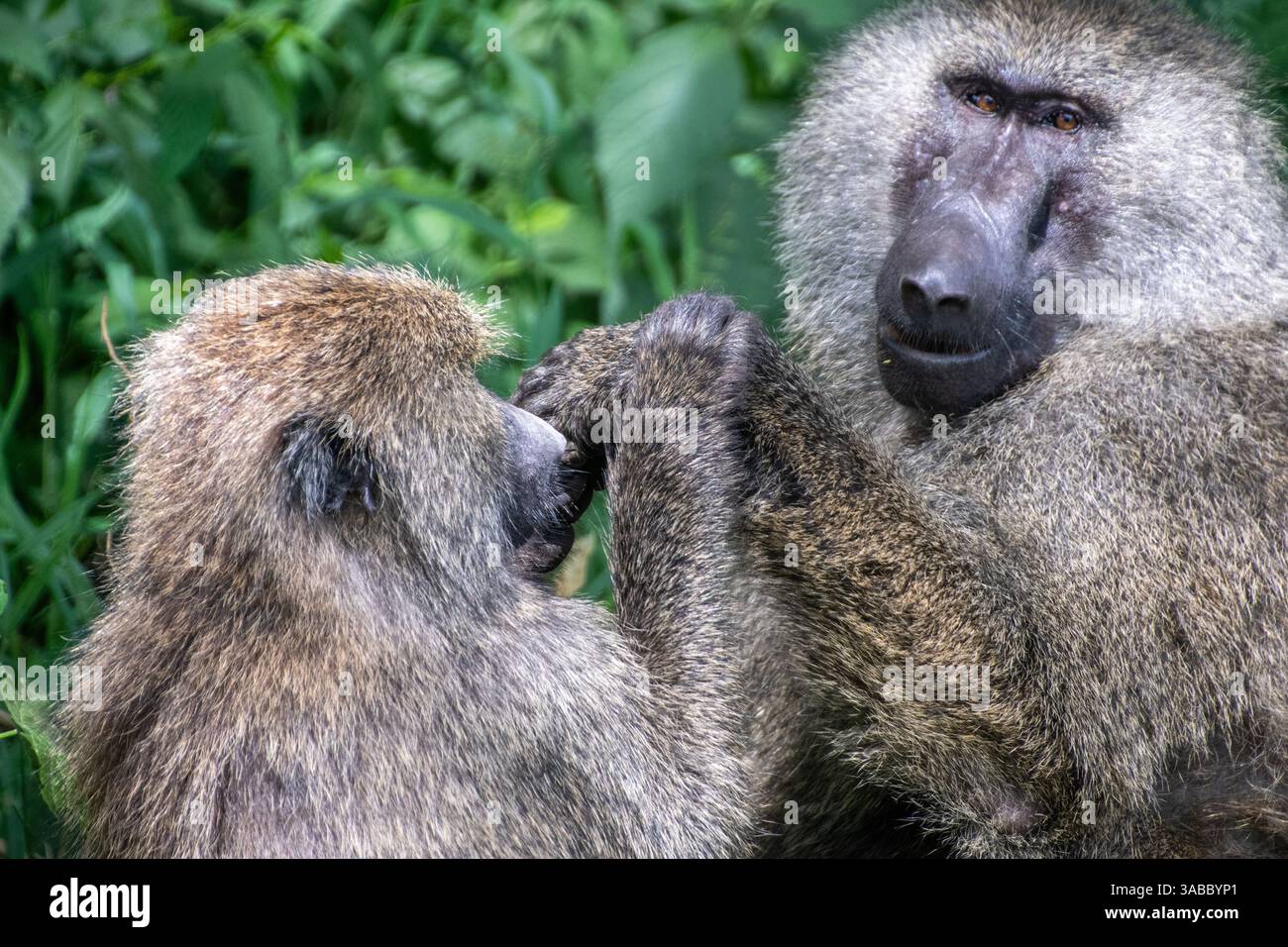 Pair of Olive Baboons (Papio Anubis) in Serengeti, Tanzania Stock Photo - Alamy
