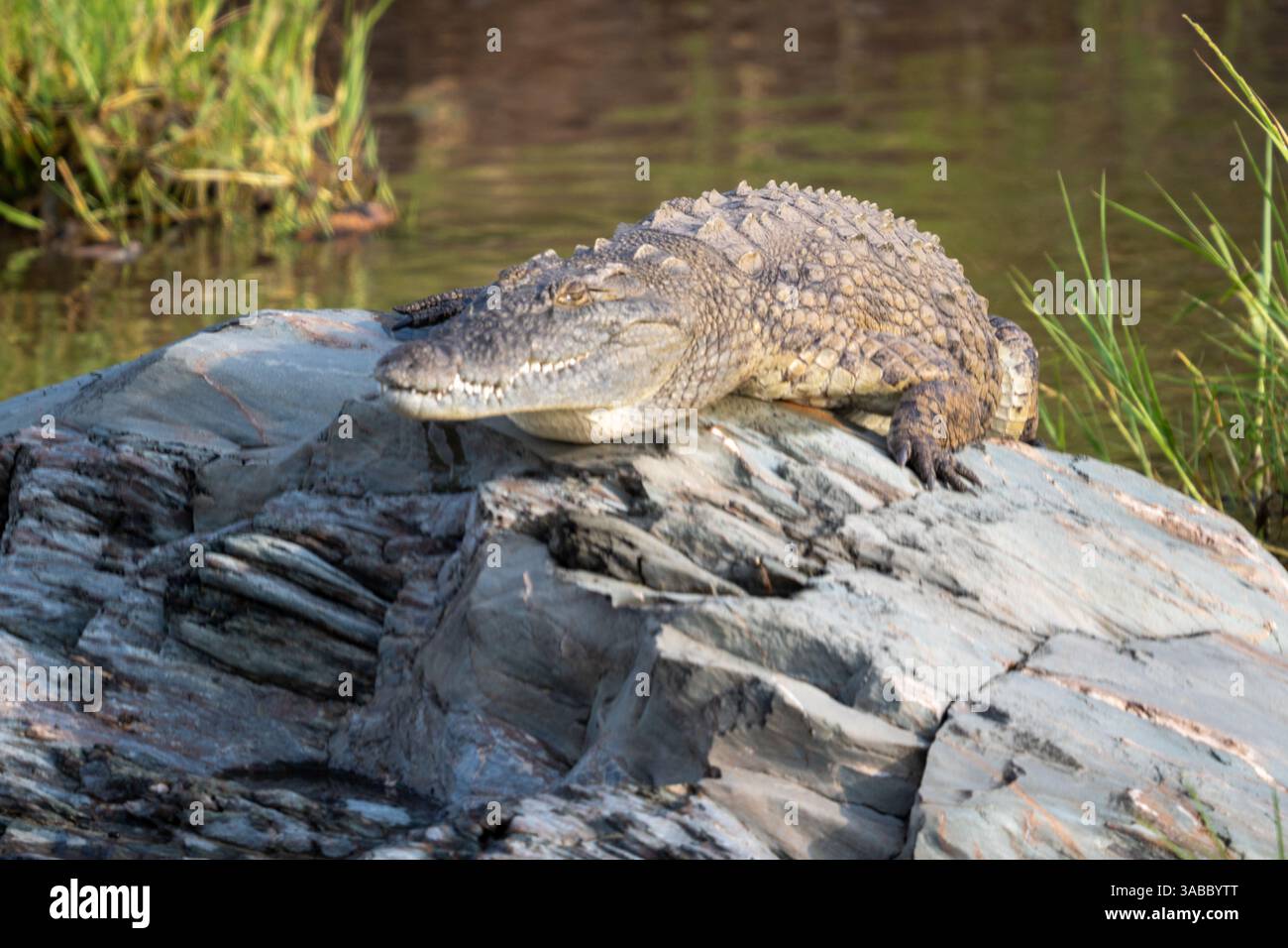 Nile crocodile (Crocodylus niloticus) basking on a rock by the water ...