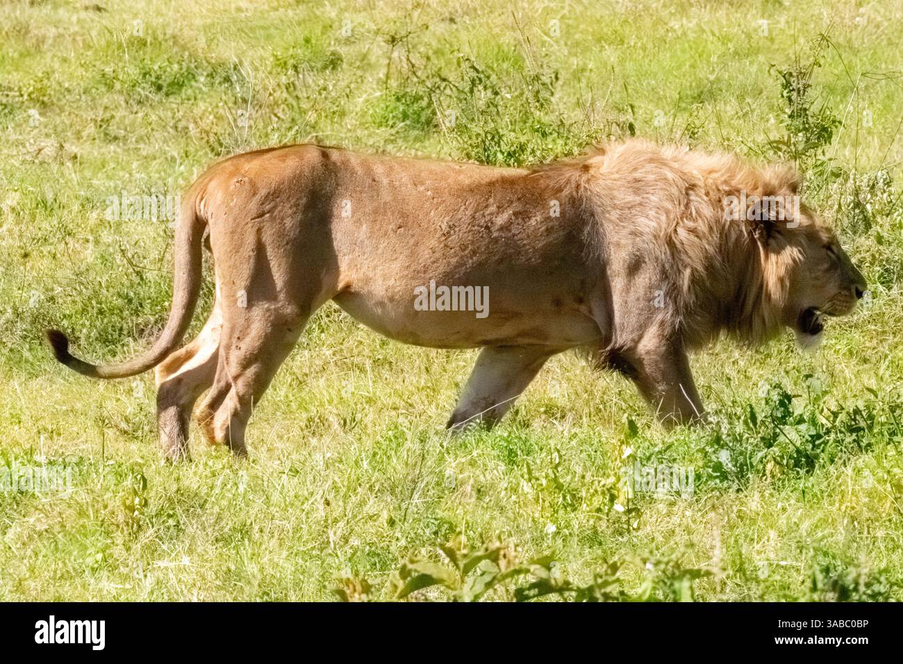 Lion in Ngorogoro Crater, Tanzania Stock Photo - Alamy