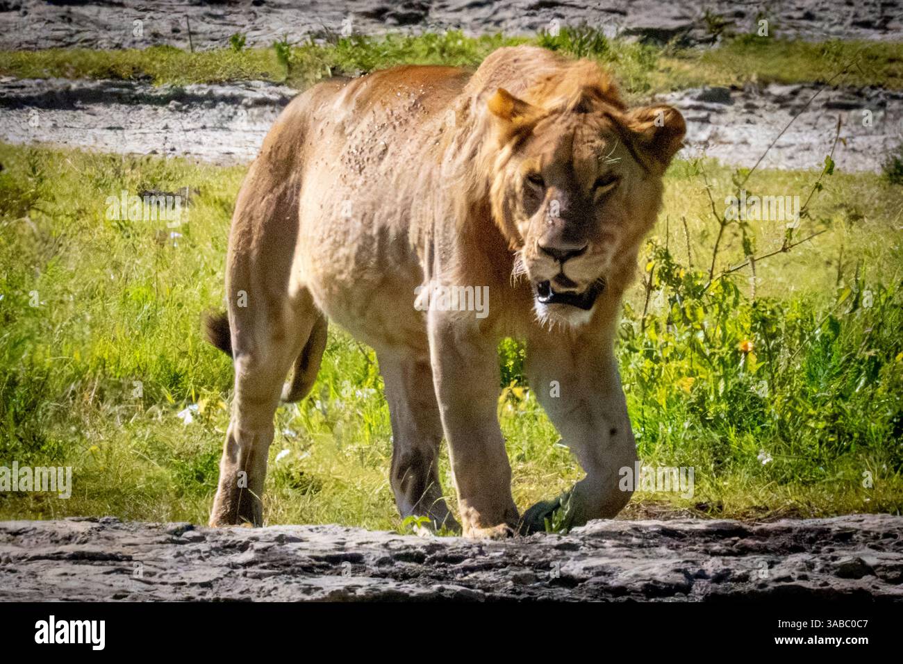 Lion in Ngorogoro Crater, Tanzania Stock Photo - Alamy