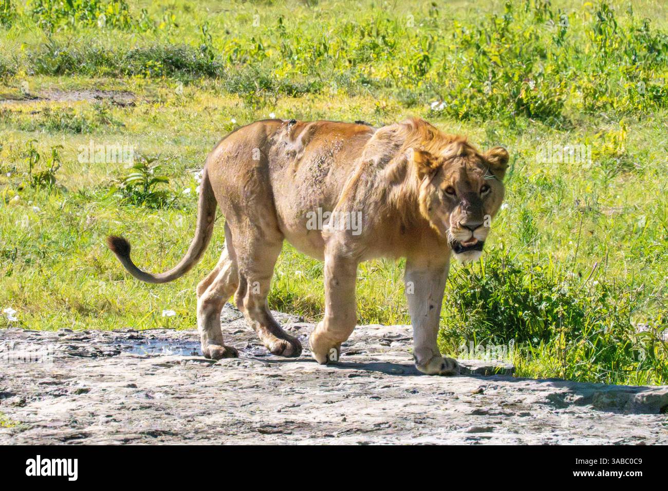 Lion in Ngorogoro Crater, Tanzania Stock Photo - Alamy