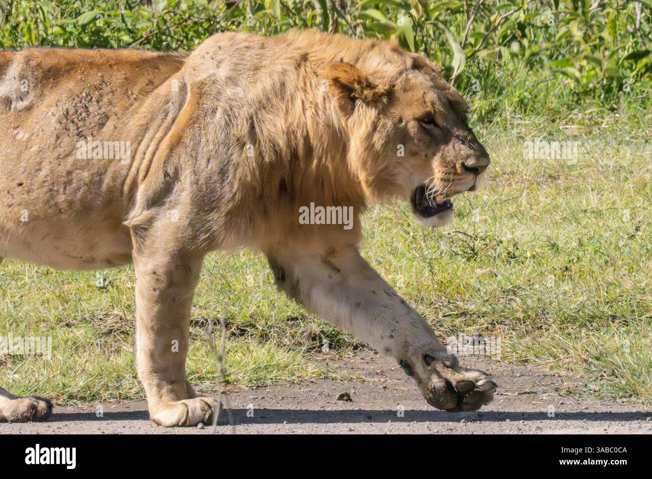 Lion in Ngorogoro Crater, Tanzania Stock Photo - Alamy