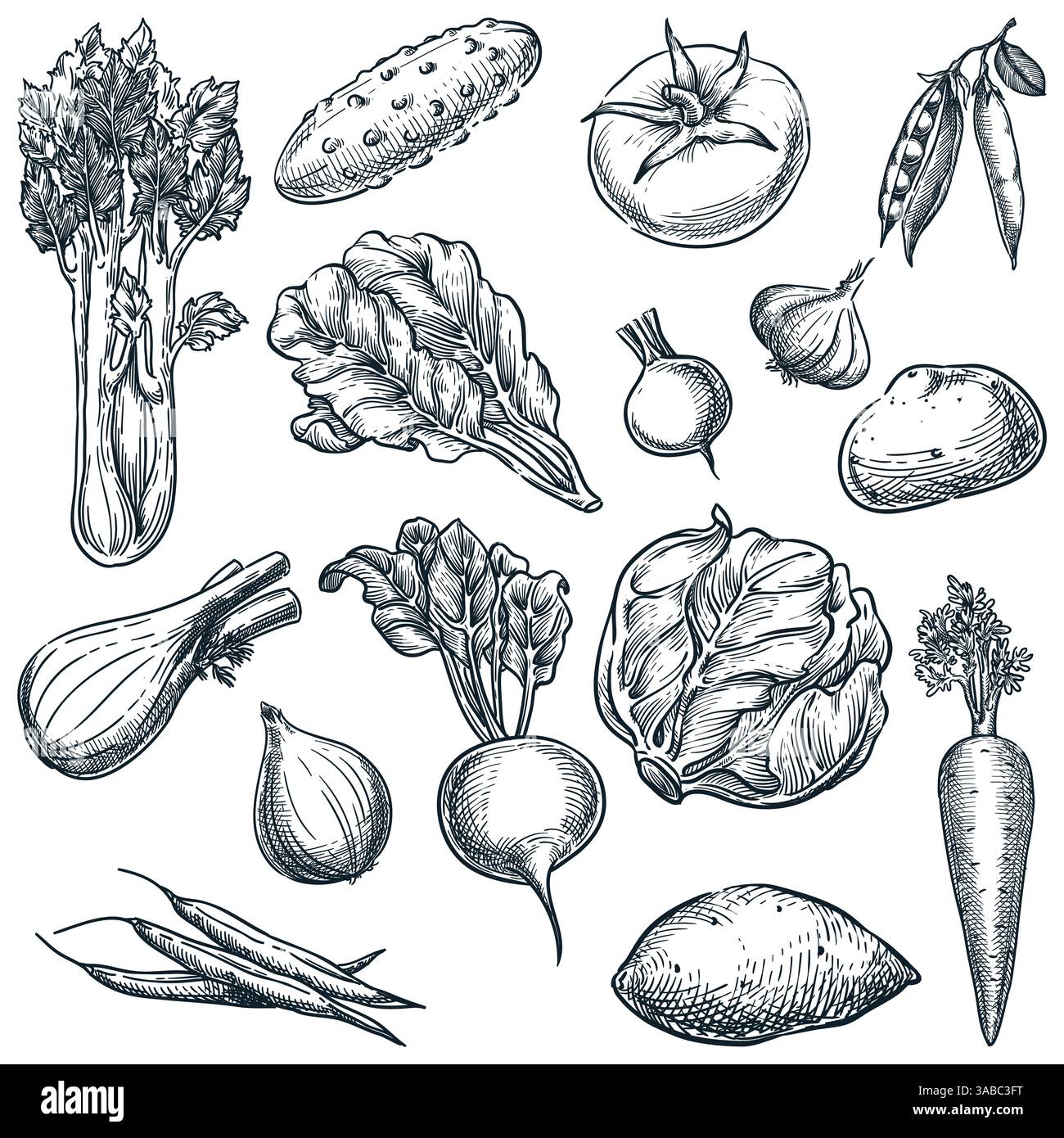 Lettuce cabbage carrot on Stock Vector Images - Alamy