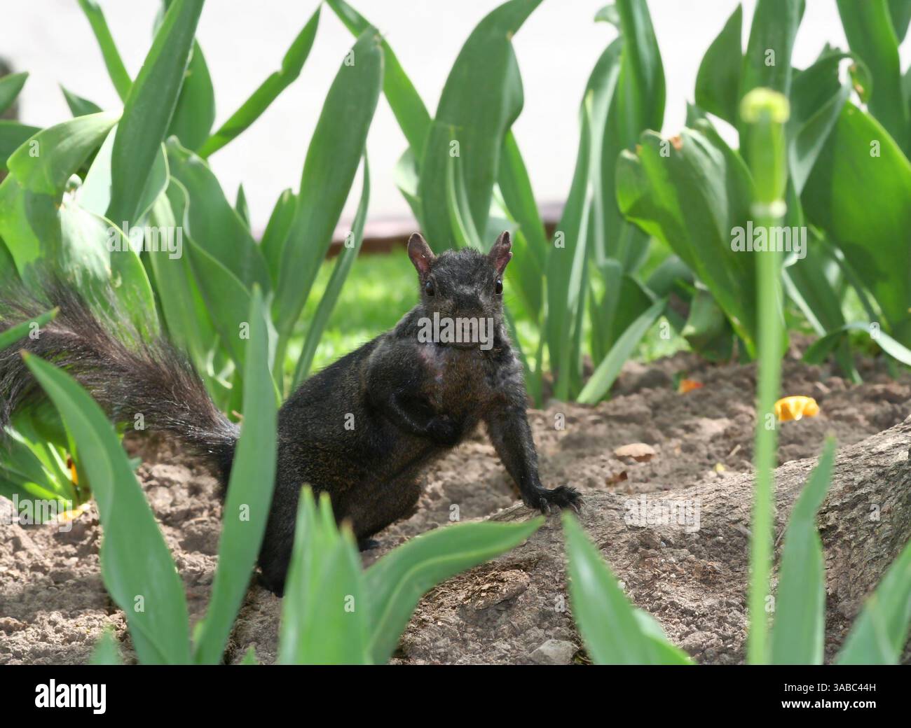 Black Squirrel searching for food at Tulip Garden in Toronto, Canada ...