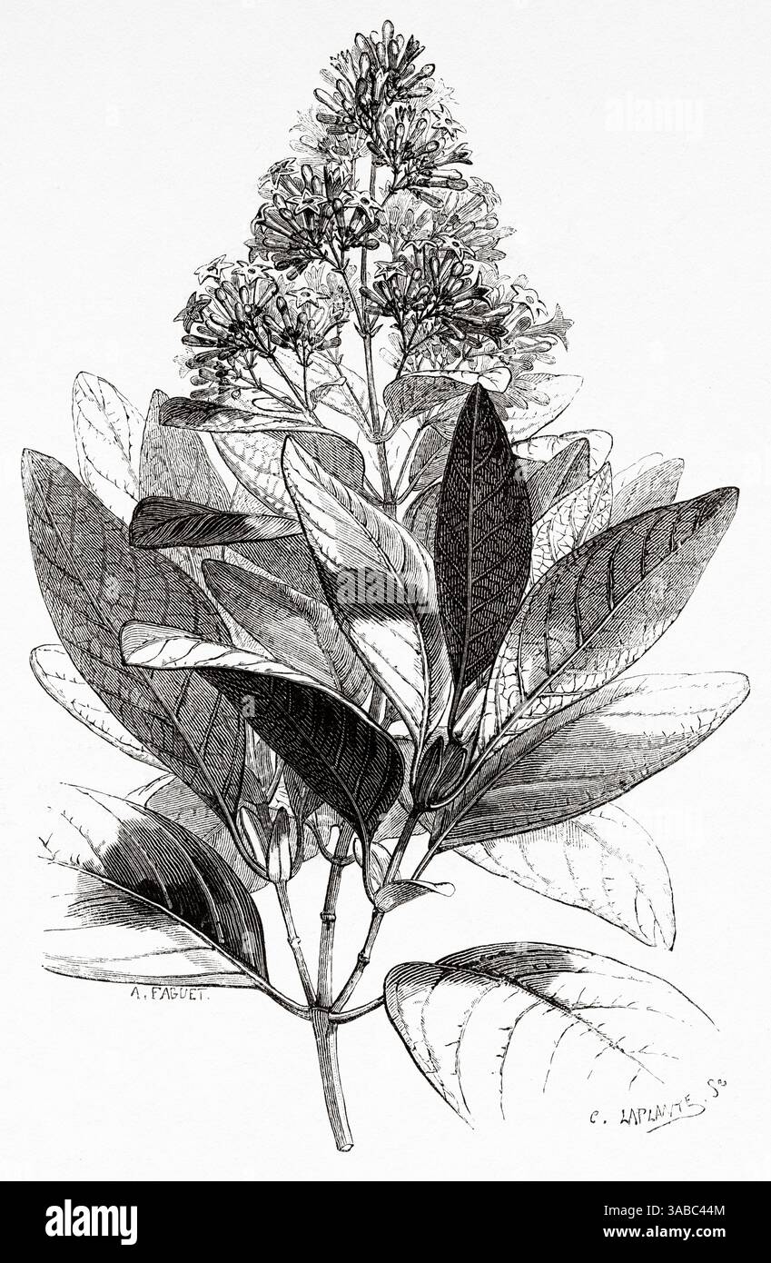 Cinchona calisaya is a species of shrub or tree in the family Rubiaceae ...