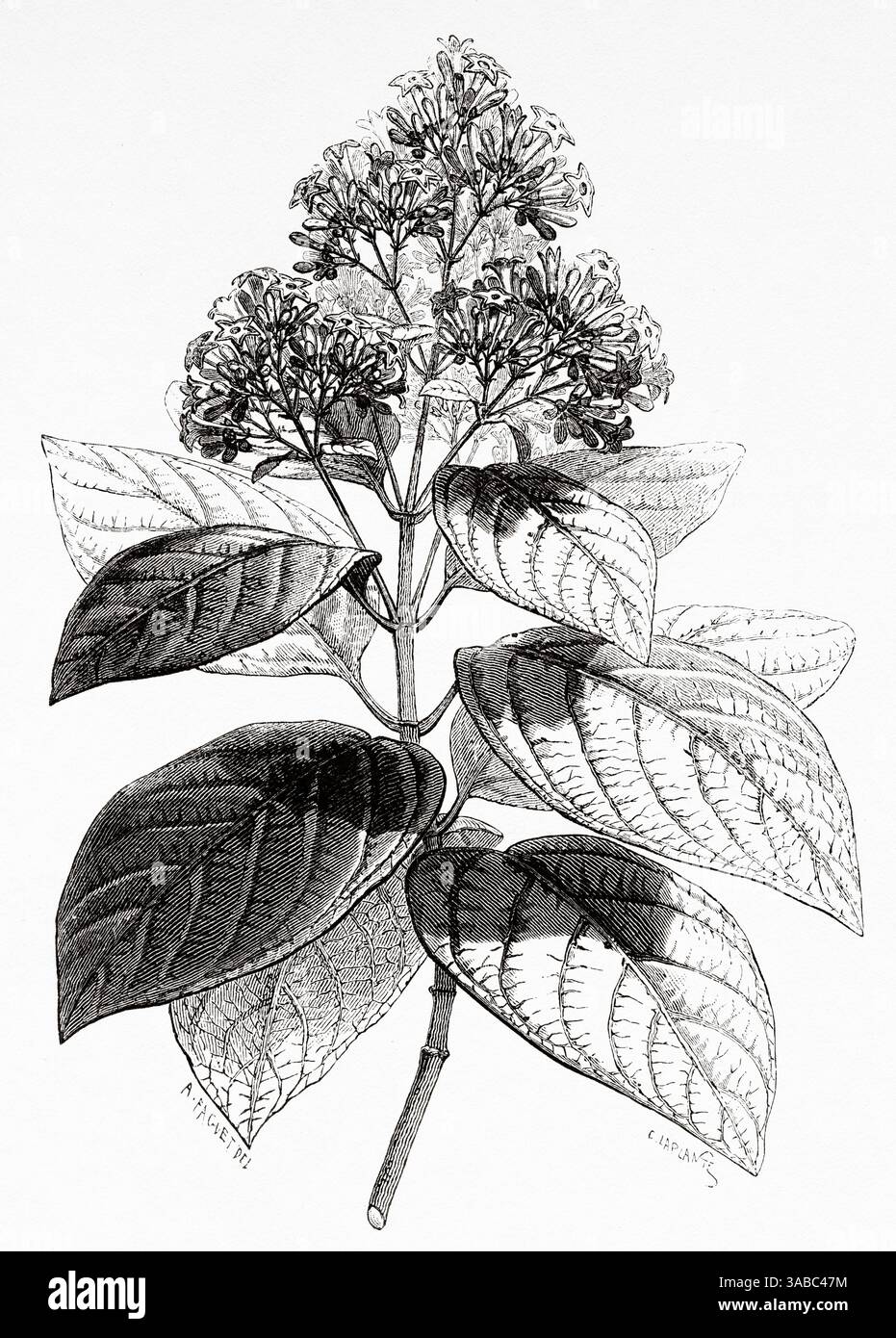 Stipules hi-res stock photography and images - Alamy