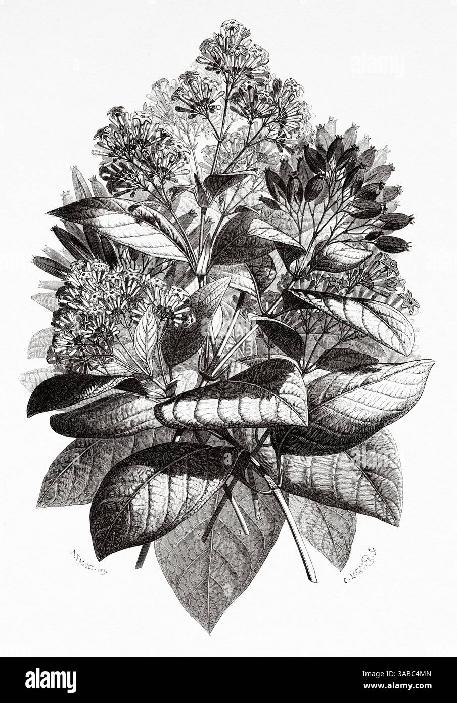 1872 america Cut Out Stock Images & Pictures - Alamy