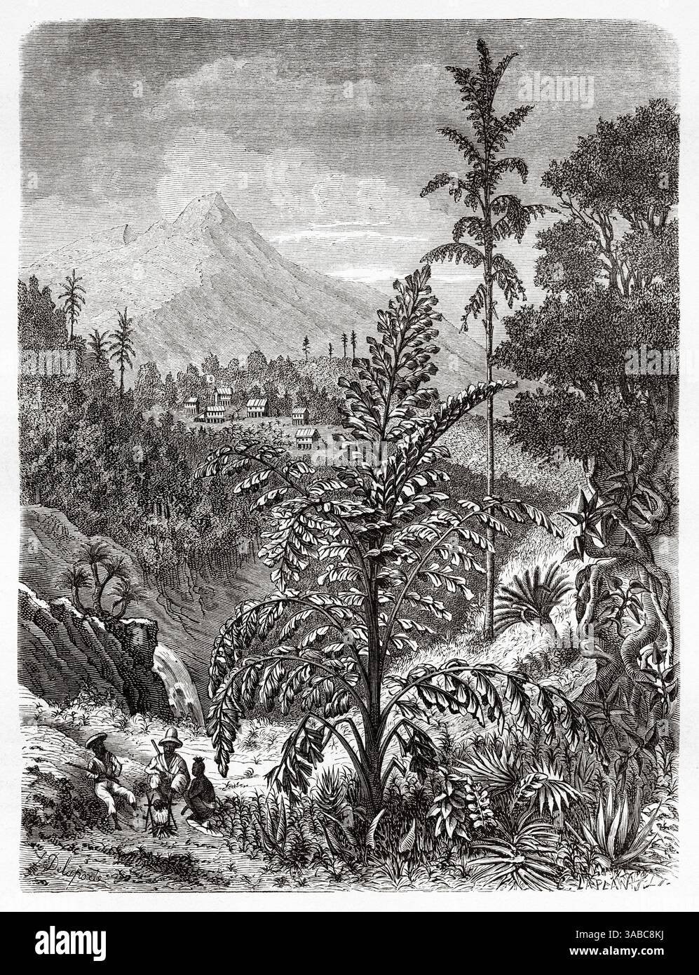 Caryota palm trees, Laos. Indochina Peninsula, Southeast Asia. Drawing ...