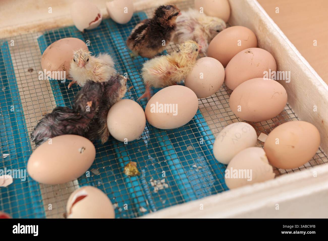02 April 2025, Saxony-Anhalt, Wernigerode: Easter chicks just a few ...