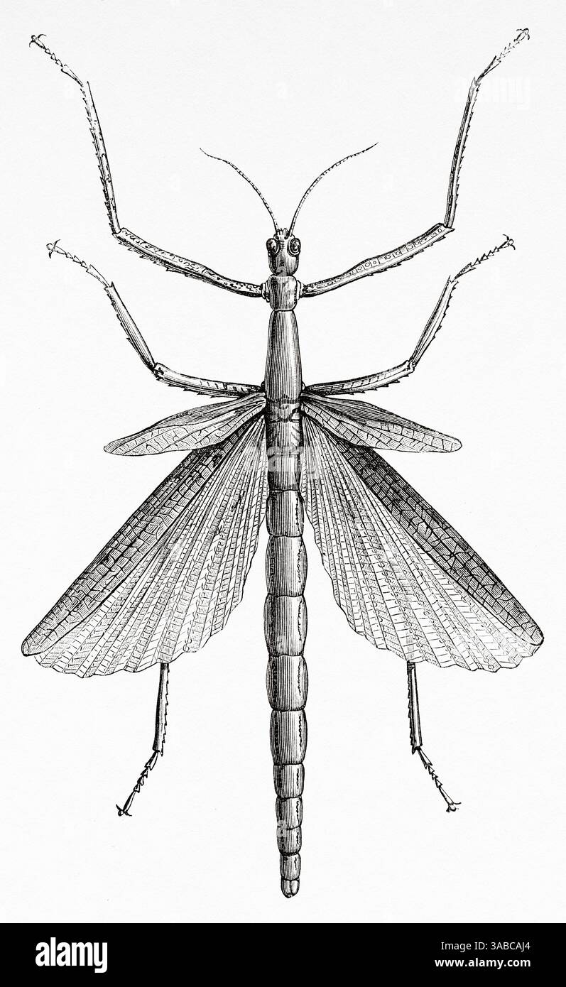 1833 1800s Cut Out Stock Images & Pictures - Alamy