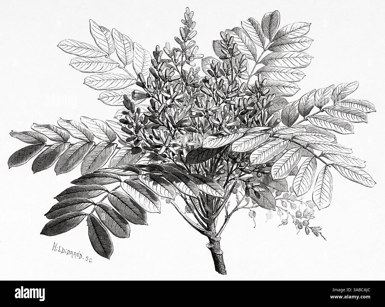 Aloysia citrodora, known as cedrón, cidrón, lemon verbena or verbena de ...