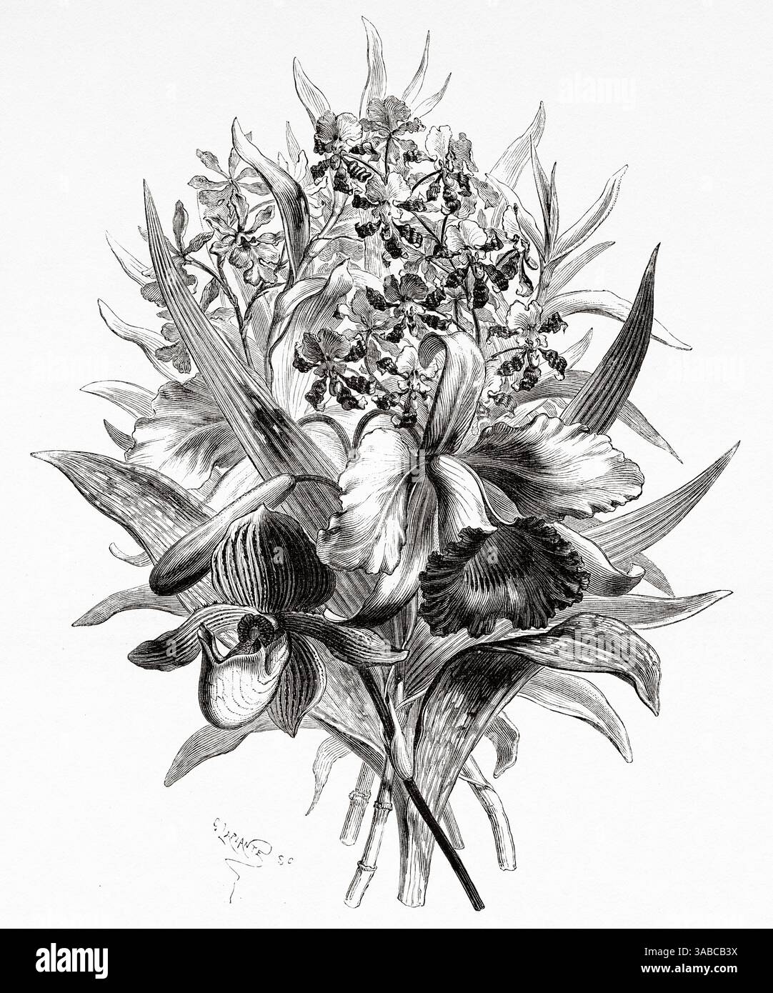 1833 1800s Cut Out Stock Images & Pictures - Alamy