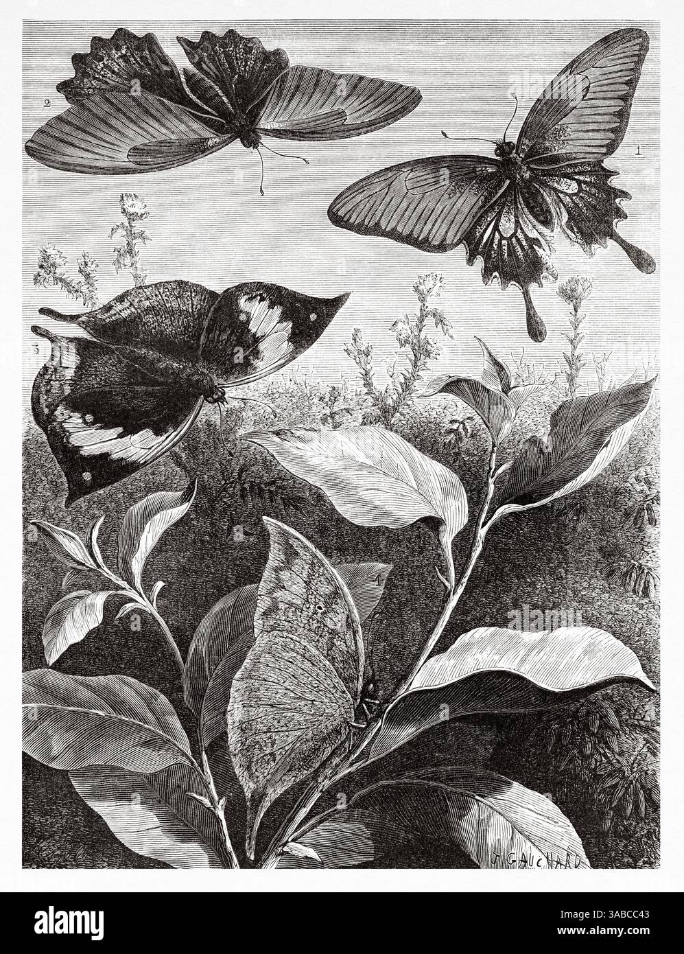 Dissimilarity female butterfly Memnon. Kallima paralekta, the Indian ...