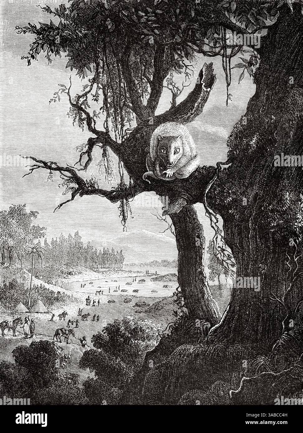 The northern common cuscus. Phalanger orientalis, also known as the ...