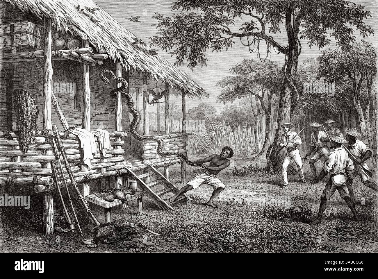 Driving a python out of the roof of the cabin, Ambon Island, Moluccas ...