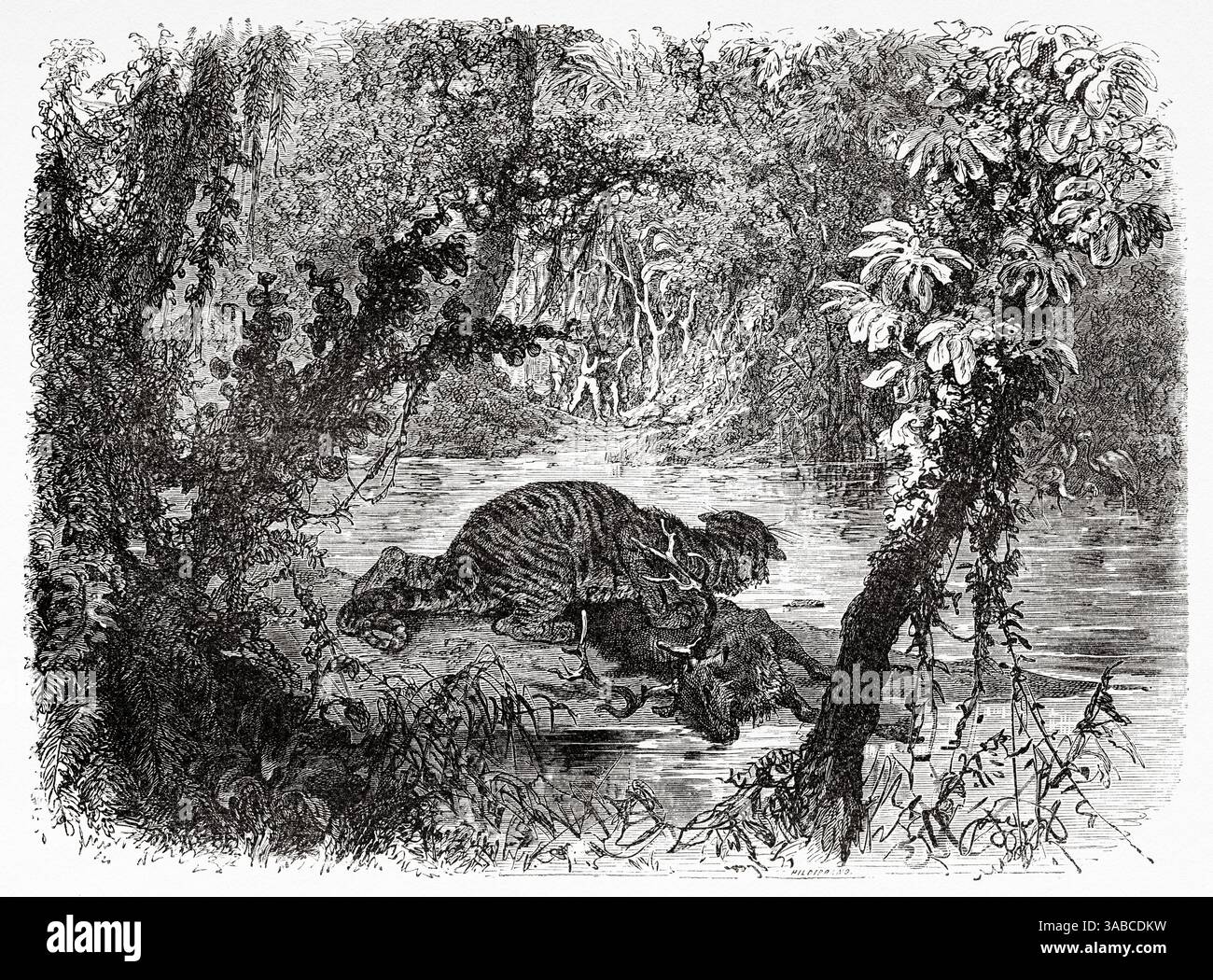 A deer killed by a tiger in the jungle of Siem Reap, Cambodia ...