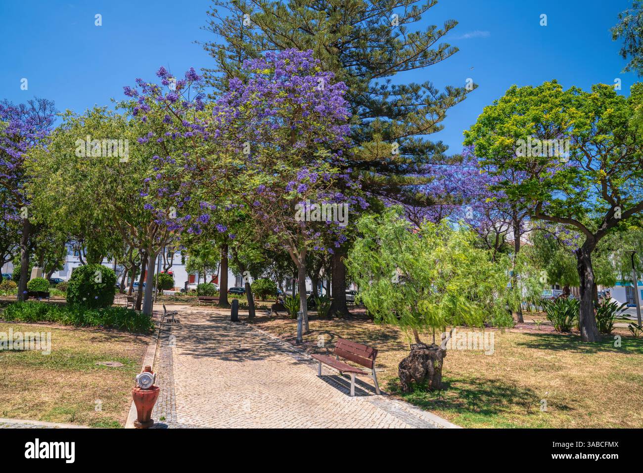 Portimao Portugal colourful purple jacaranda trees in park with blue ...