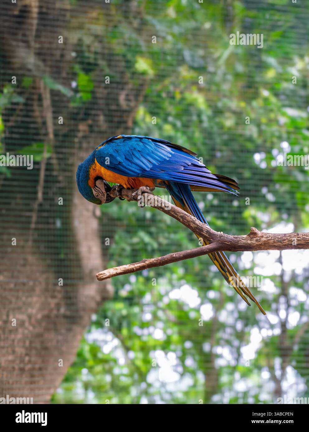 Vertical photo of large macaw cleans its beak on a tree. Tropical bird ...
