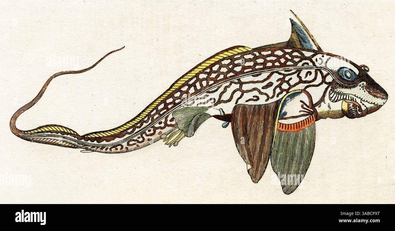 Fish art prints hi-res stock photography and images - Alamy