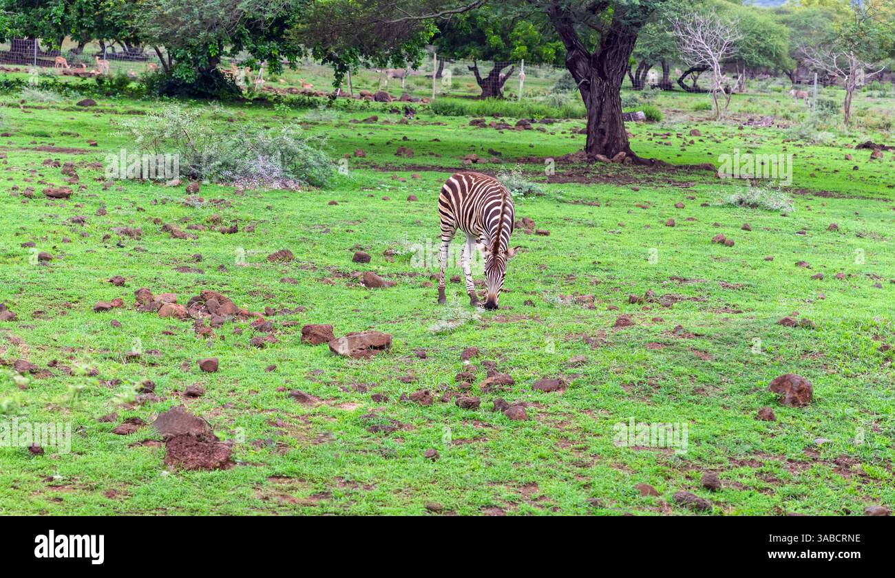Zebra grazing in Casela Nature Parks in Mauritius Stock Photo - Alamy