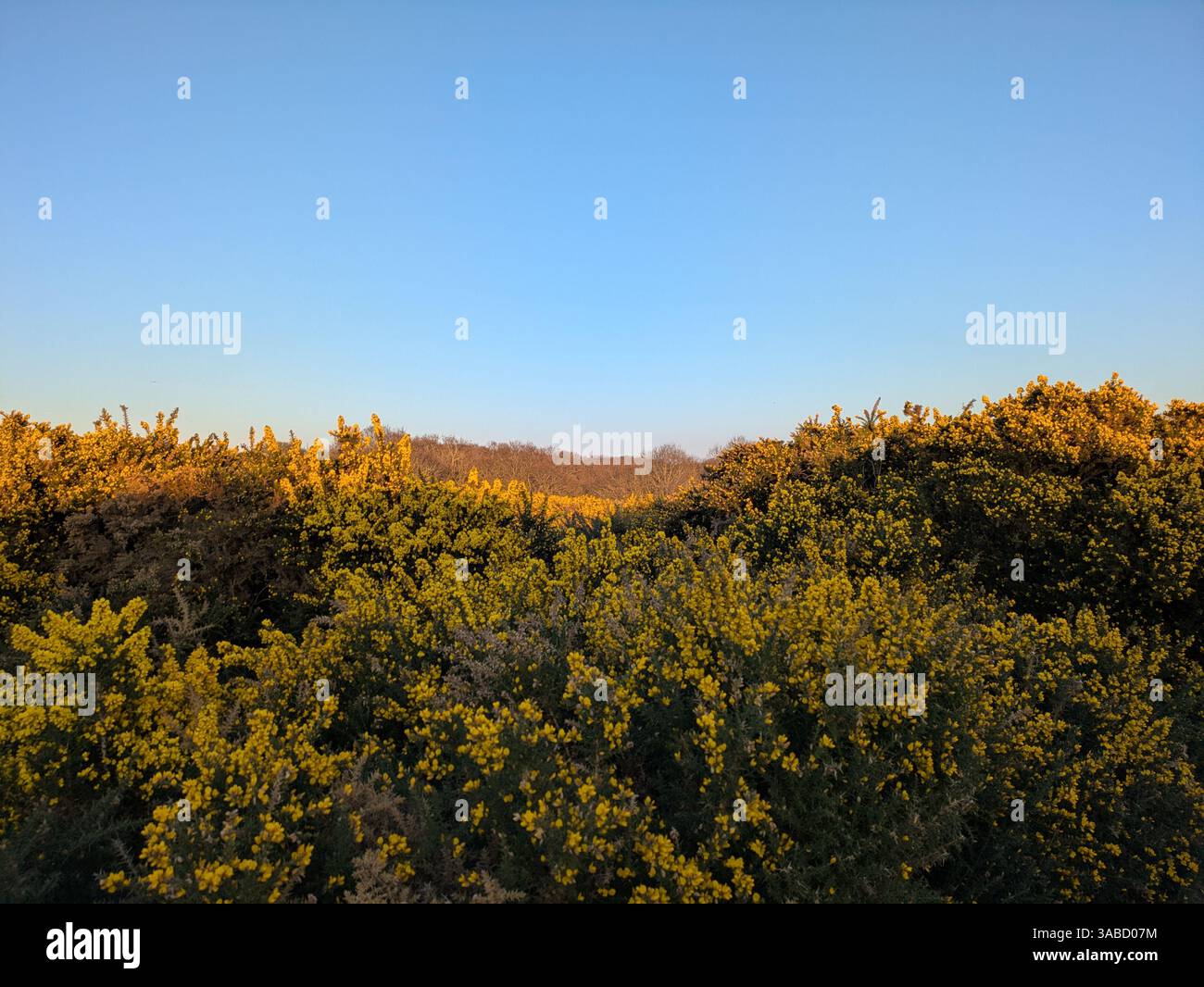 Heath fields hi-res stock photography and images - Alamy