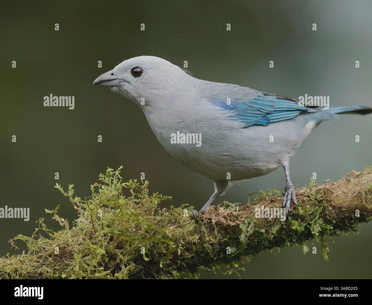 Legs are blue grey hi-res stock photography and images - Alamy