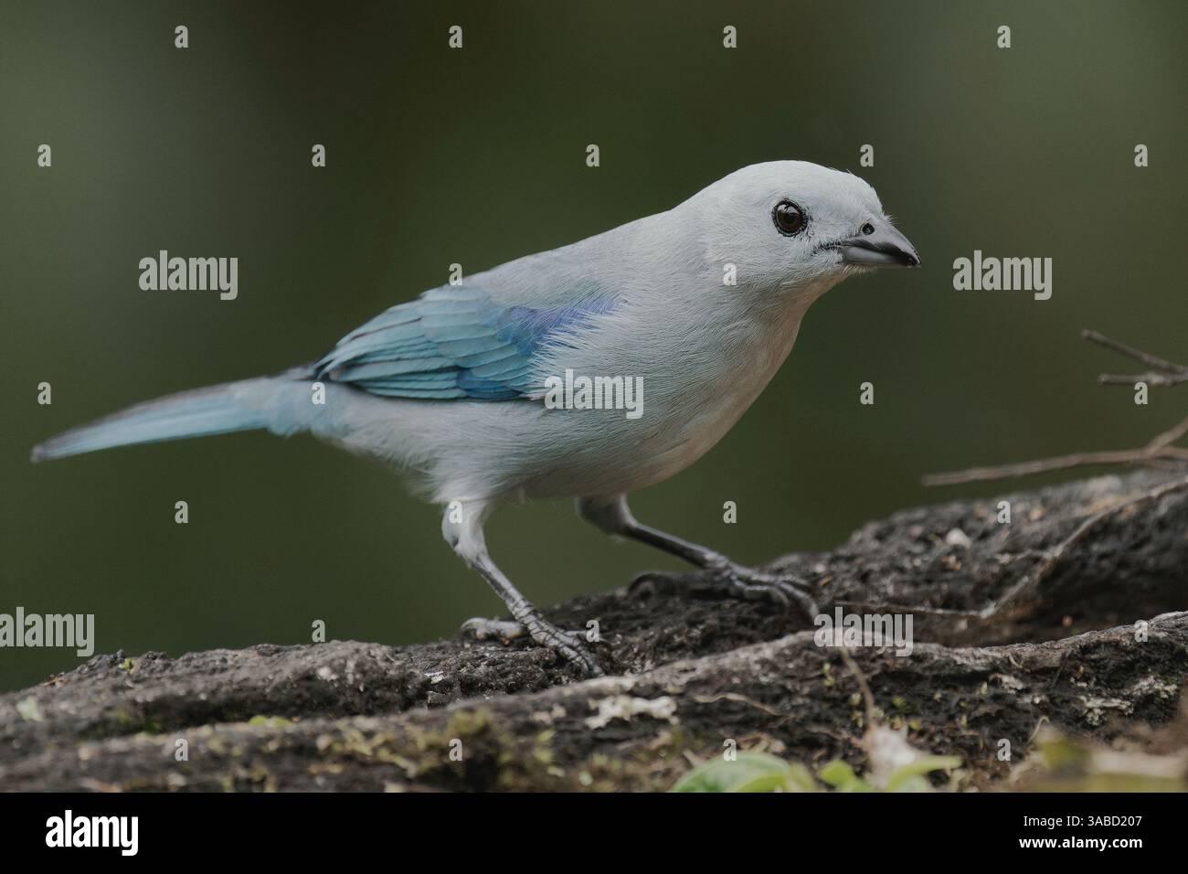 Blue Grey Tanager Stock Photo - Alamy