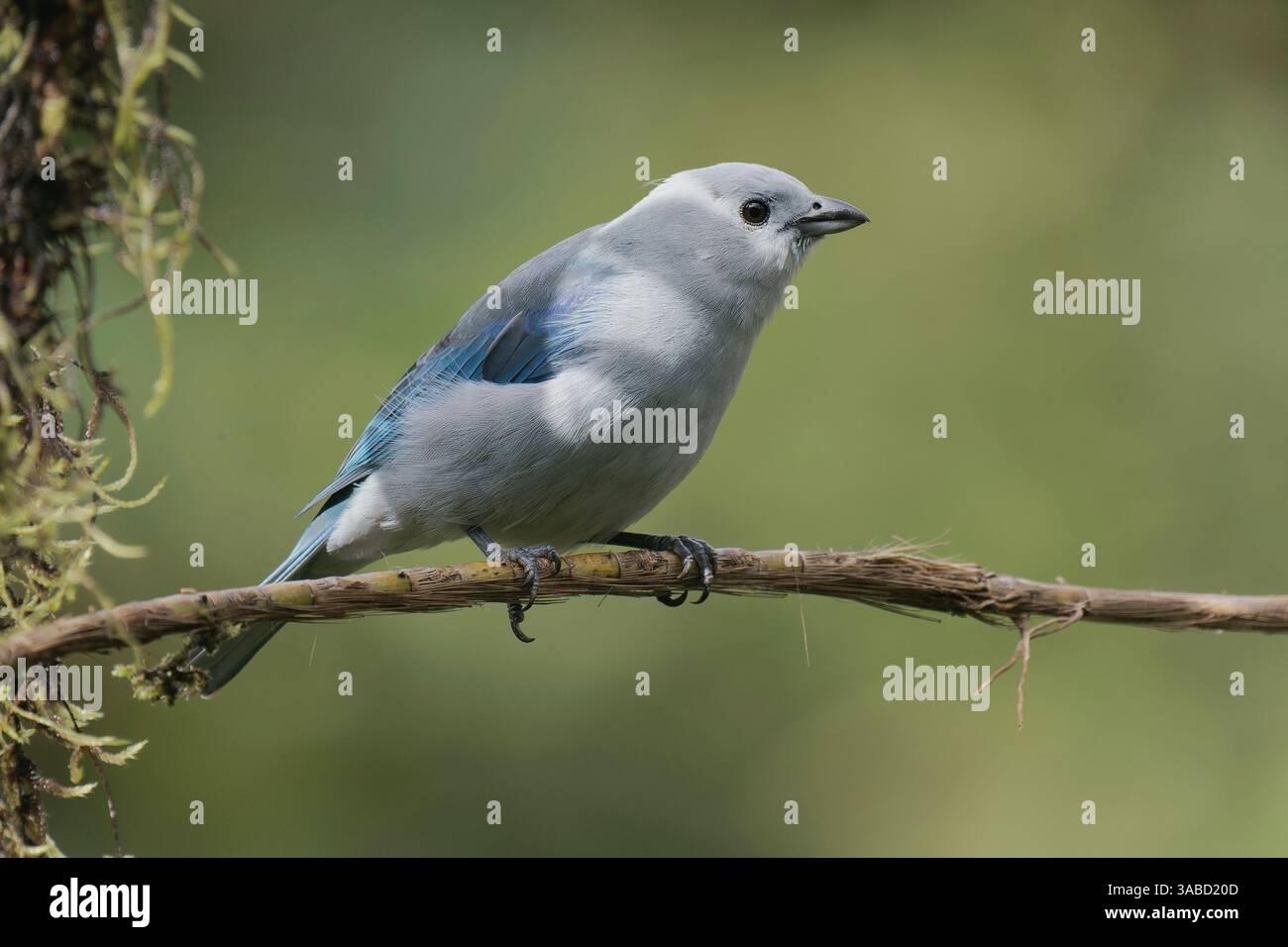 Blue Grey Tanager Stock Photo - Alamy