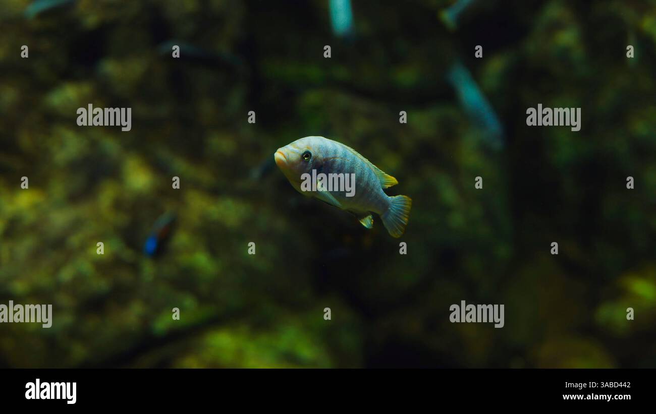 Electric blue hap swimming in freshwater aquarium Stock Photo - Alamy