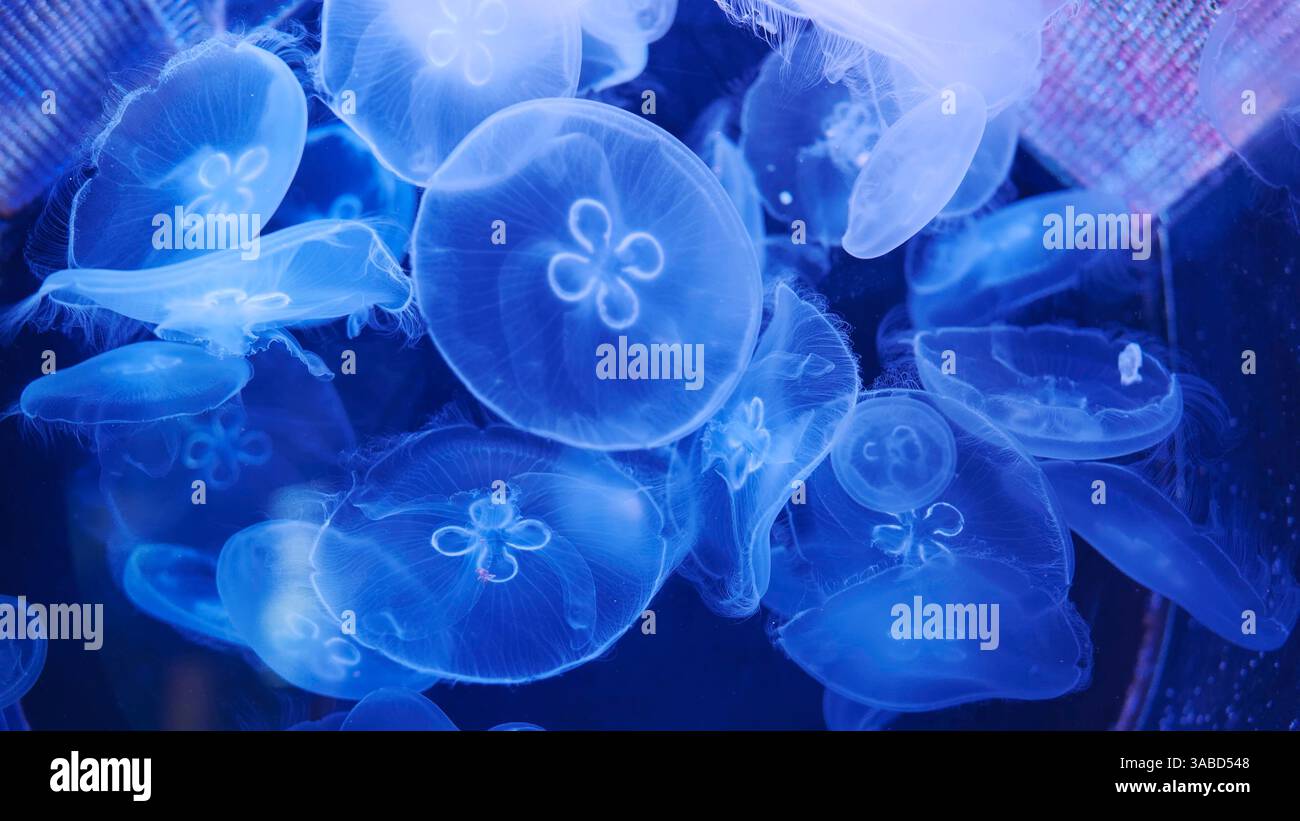 Moon jellyfish swimming in dark blue water creating a beautiful ...