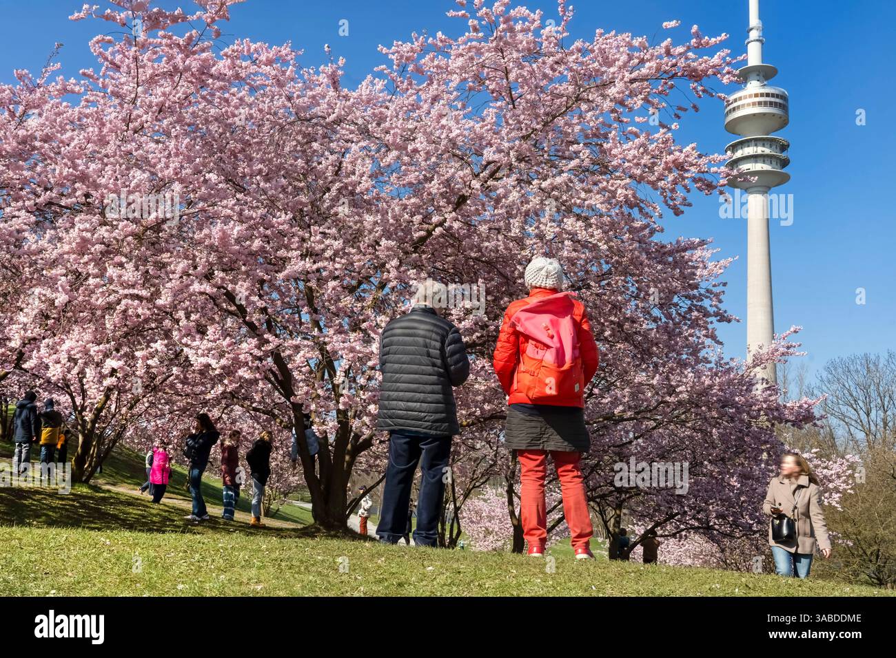 Kirschblüte im Olympiapark, wunderbarer Frühlingstag, München, 2. April ...