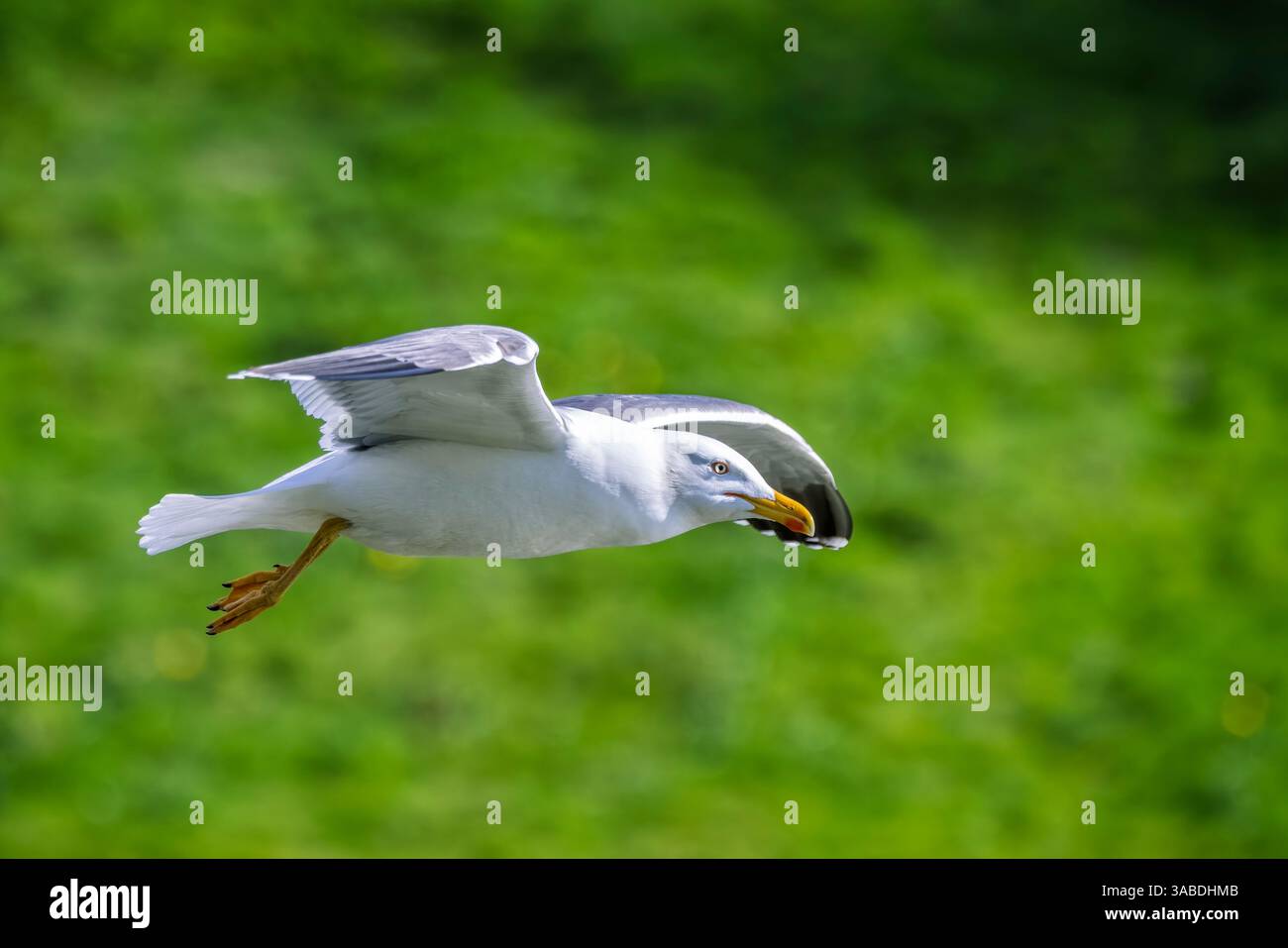 Close up of a Lesser black backed gull in flight against a blurred ...